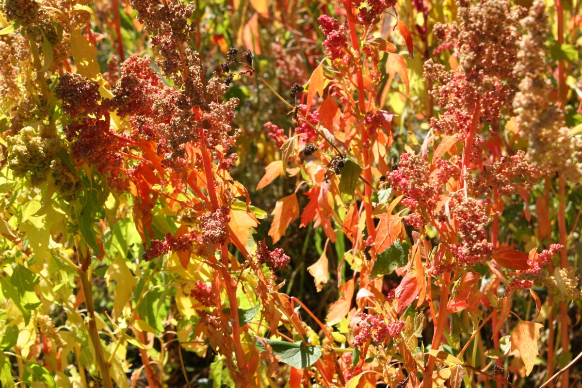 City Farm School Edible Forest Garden | Neumark Design